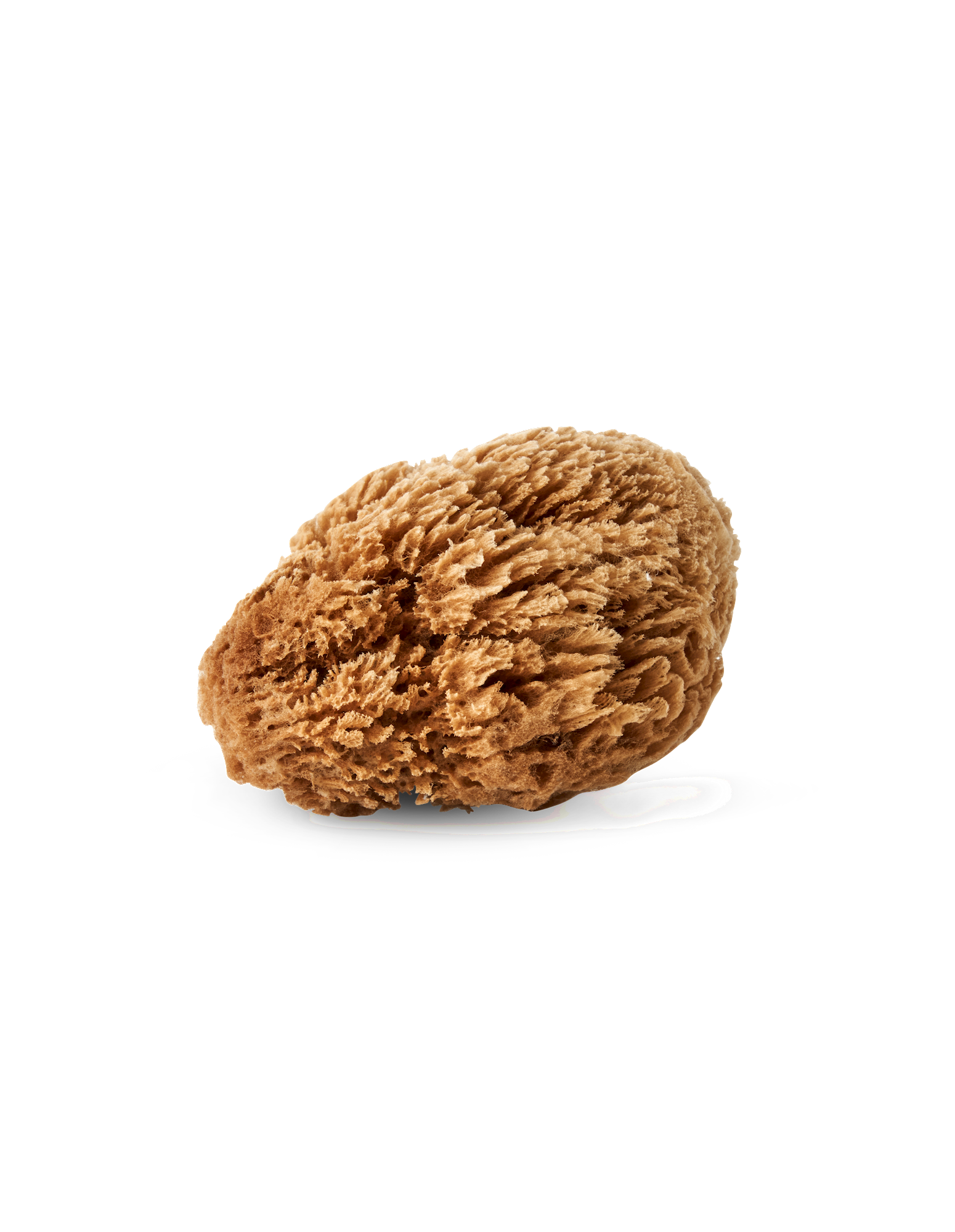 Biodegradable Sponge | Silkgrass. 10 cm. | Camel